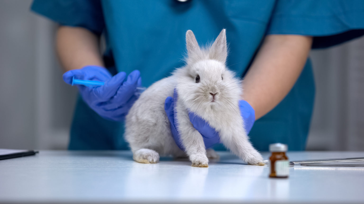 Animal Testing: A Look at Our Cruelty-Free Investment Screens Animal Testing: A Look at Our Cruelty-Free Investment Screens